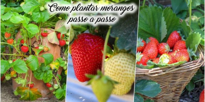 Como plantar Morangos passo a passo (vaso, PVC e terra)
